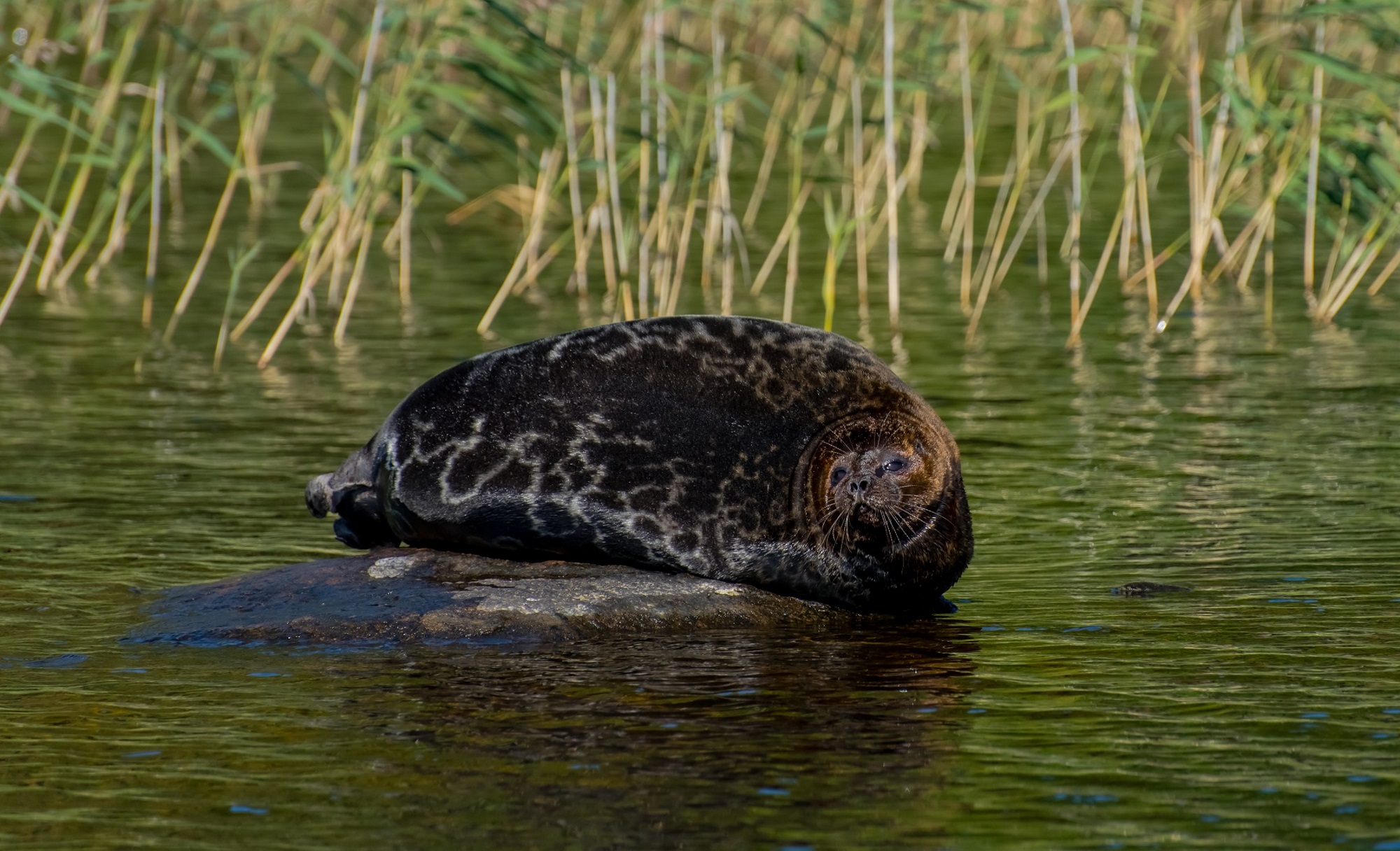 Saimenvikaren I Saimen I Nyslott I Sälsafarier